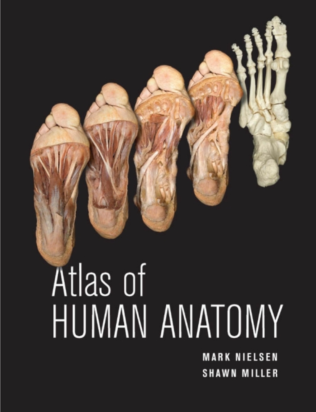 Atlas of Human Anatomy 1st Edition â€“ PDF/EPUB Version Downloadable ...