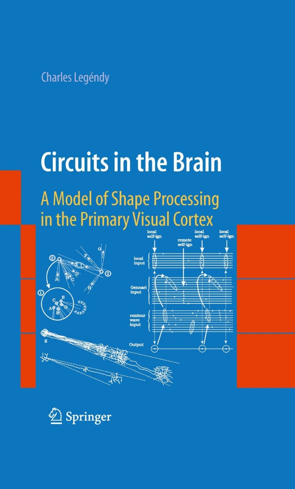 Circuits in the Brain A Model of Shape Processing in the Primary Visual ...