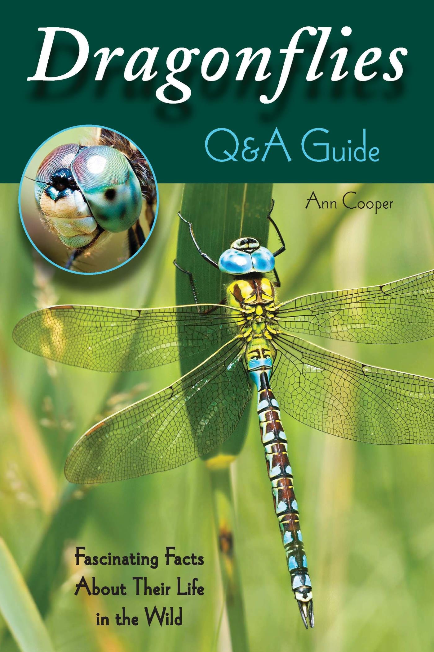 Dragonflies: Q&A Guide: Fascinating Facts About Their Life in the Wild ...